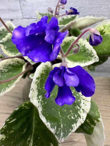 African Violet PAIR OF LEAVES “DS-Brian” Semiminiature Bustled Foliage ...
