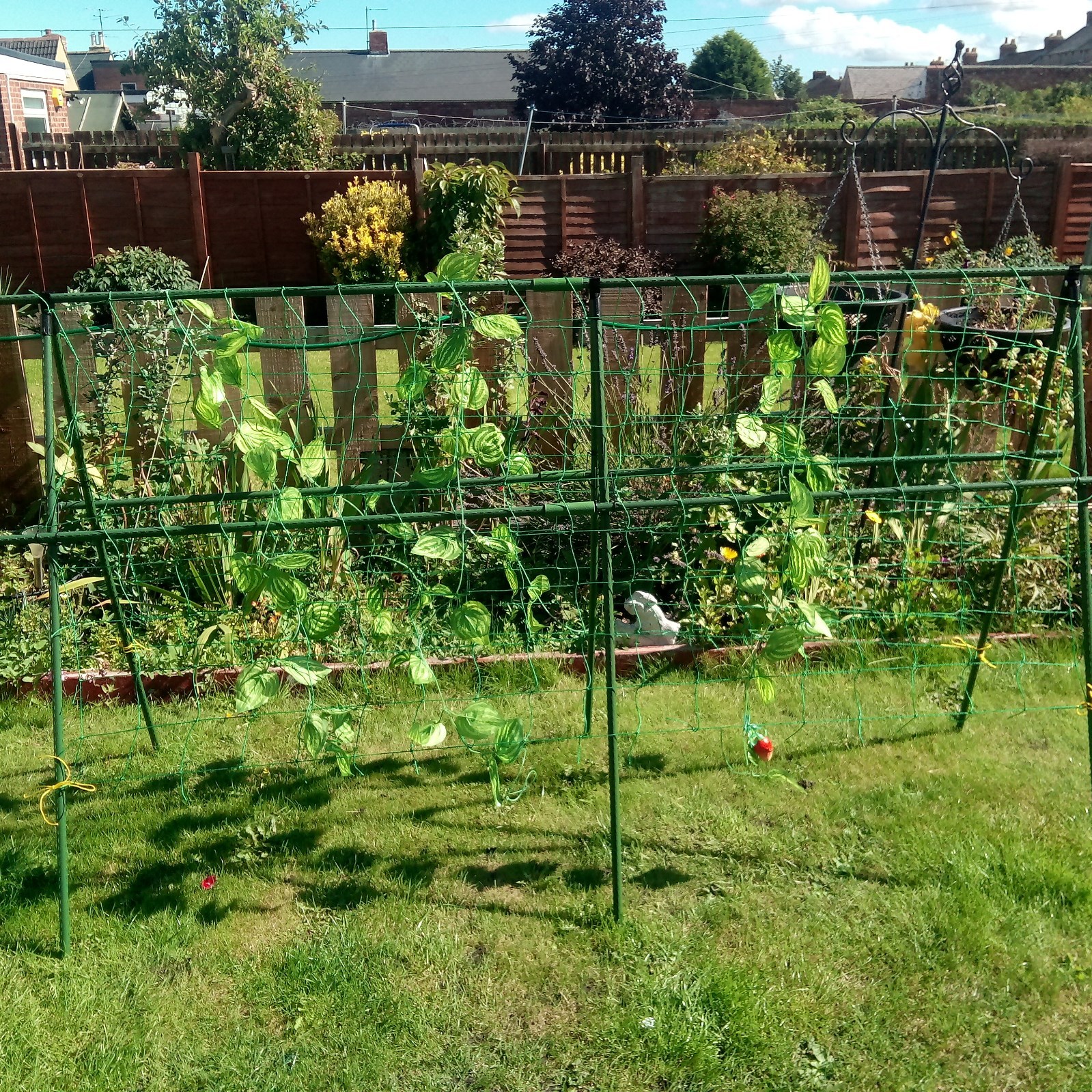 Pea Support Frame, 2m long, 1m high. | eBay UK
