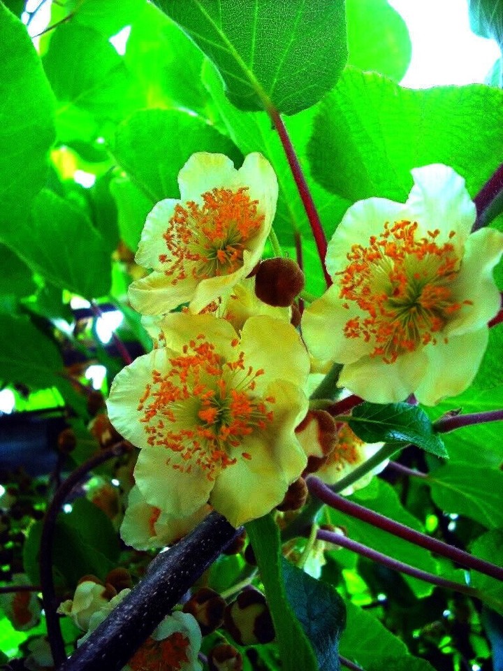 Issai Kiwi Seeds Arctic Grape Berry Superfruit Garden Plant Cold Hardy ...