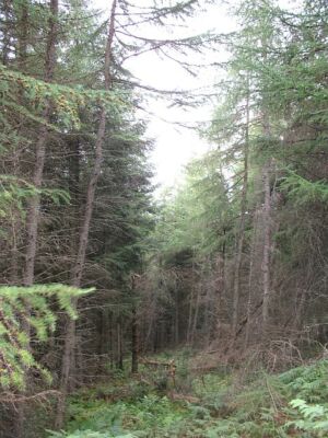 Photo 6x4 Larches, Elibank and Traquair Forest Innerleithen Dense larch ...