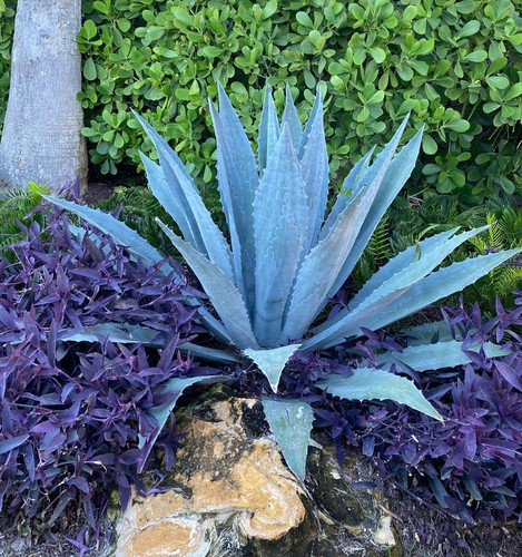 Live Blue Agave (Agave Americana), 20–24" Tall, 3 Gal Pot, Fully Rooted ...