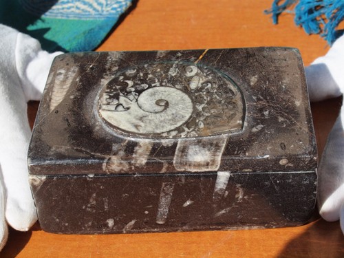 Display Box with 400 Million Years ORTHOCERAS and Ammonite Shell ...