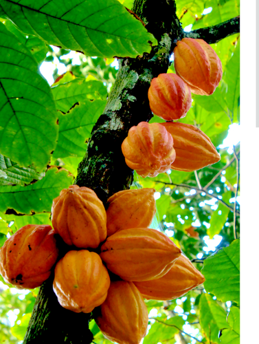 BUY Ceylon Cocoa plant Criollo Cacao Plant Your own Chocolate Tree . | eBay