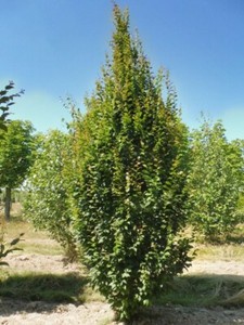 Carpinus betulus 'Lucas' / Hornbeam Tree grown peat free as 3L pot ...