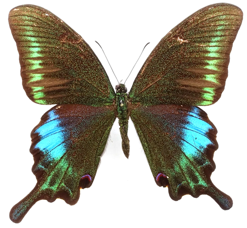 PAPILIO POLYCTOR POLYCTOR MALE FROM BHIM TAL, KUMAON-HIMALAYA, INDIA ...