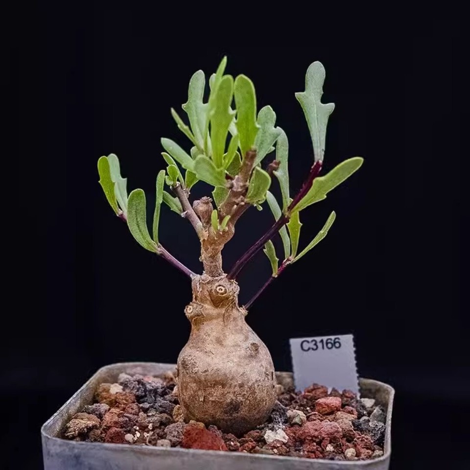 3CM Succulent Cactus Plant Othonna Retrofracta Cactaceae Home Garden ...