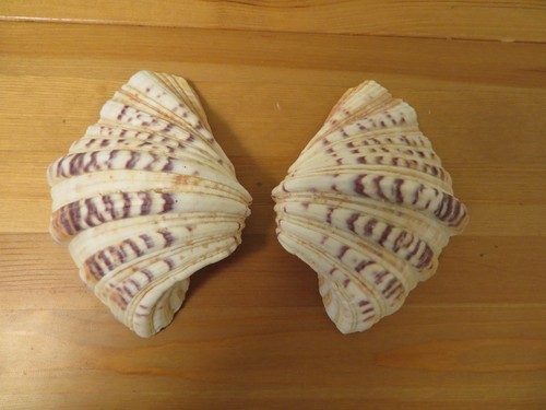 Vintage Specimen Shell - Bear Paw Clam (Hippopus hippopus) PAIR - VERY ...