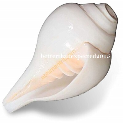 EXCLUSIVE BLOWING SOUND MAKING SANKH SHANKHA SHANKH CONCH SHELL 5 INCH ...