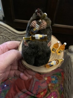 Taxidermy Drunk Mole | eBay UK