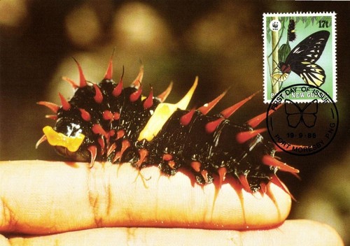 Papua New Guinea, Queen Alexandra's Birdwing Larva Butterfly Postcard ...