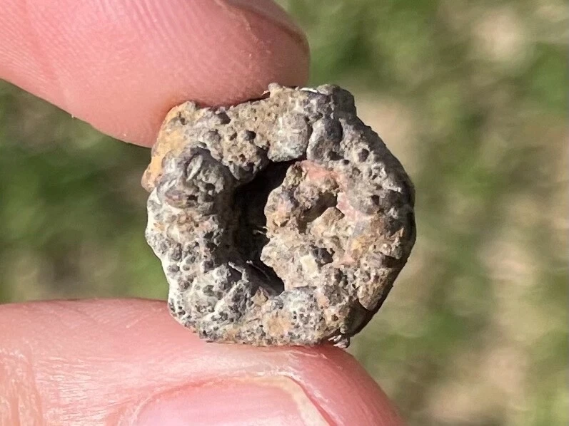 Crinoid Fossils Of Texas