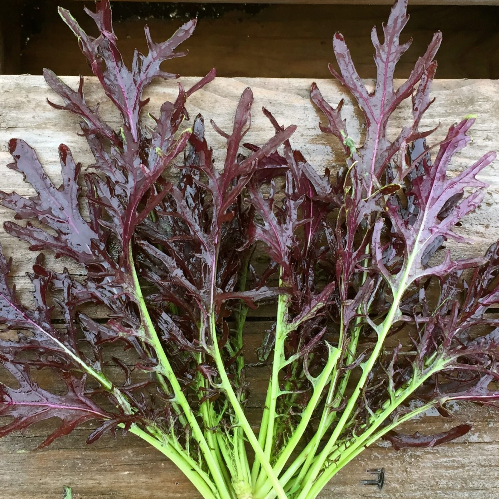 MUSTARD RUBY STREAKS 135+ Seeds Grow VEGETABLES Garden AUTUMN WINTER ...