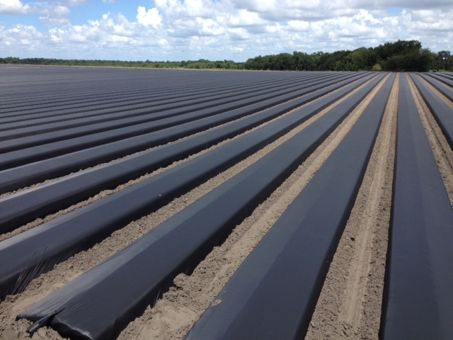 Plastic Mulch Row Cover 48"x4000ft 1mil Black Weed Barrier Vegetable ...