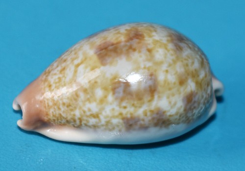 SEA SHELL - CYPRAEIDAE - CYPRAEA SUBVIRIDIS 31.85mm | eBay