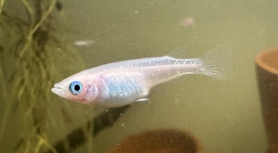 6ct Pearl Galaxy Medaka Ricefish (Japanese Ricefish) | eBay