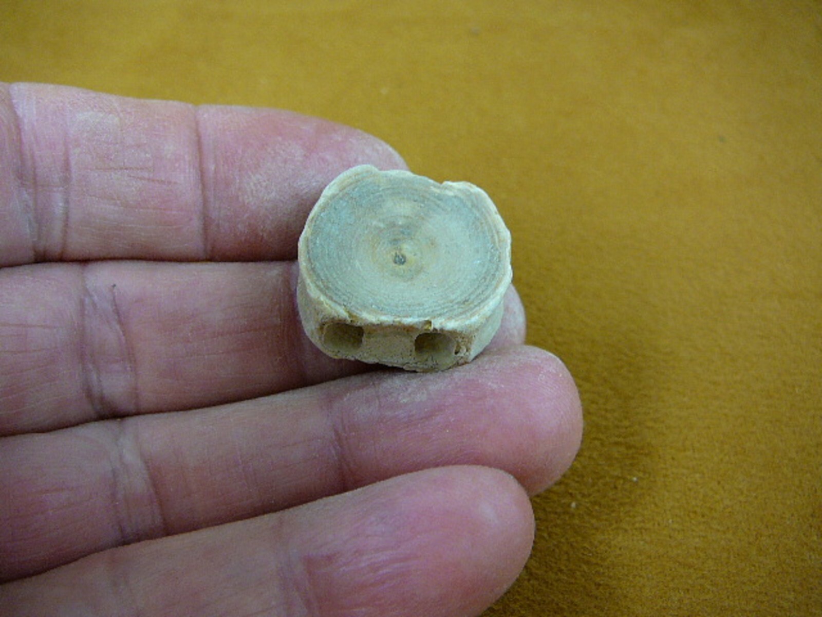 F328-9) 1" ancient Shark vertebrae specimen disk segment vert ...