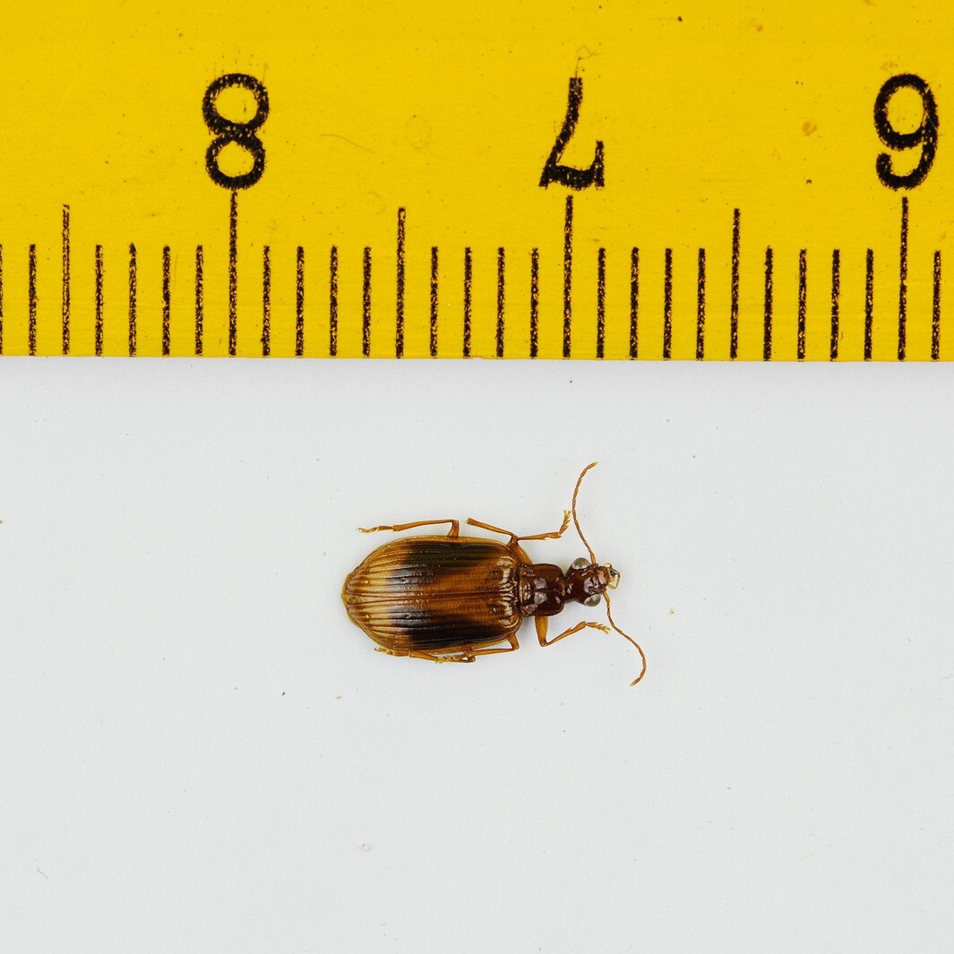 GROUND BEETLE - Carabidae sp - MALAYSIA - 8519 | eBay