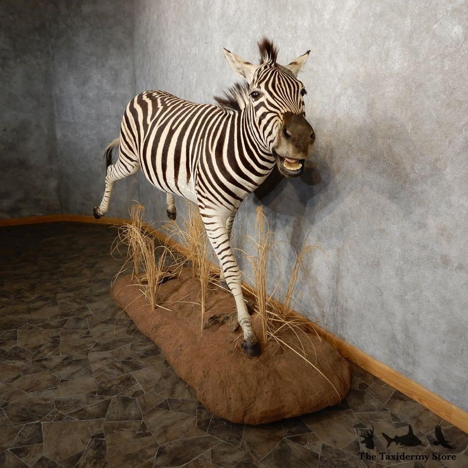 #20214 WC | African Burchell's Zebra Life Size Taxidermy Head Mount ...