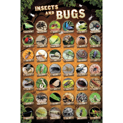 Insects & Bugs Compilation Chart POSTER 61x91cm NEW * insect types ...