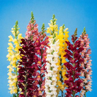3000+ Snapdragon Tall Mix Seeds - Tall Flower ----------- BRIGHT MIXED ...