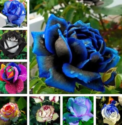 20 EXOTIC RARE ROSE SEEDS home garden flower plant bush diy sun Rosas ...