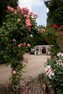 Photo 6x4 Pococks Roses, Jermyns Lane Crampmoor A long established ...