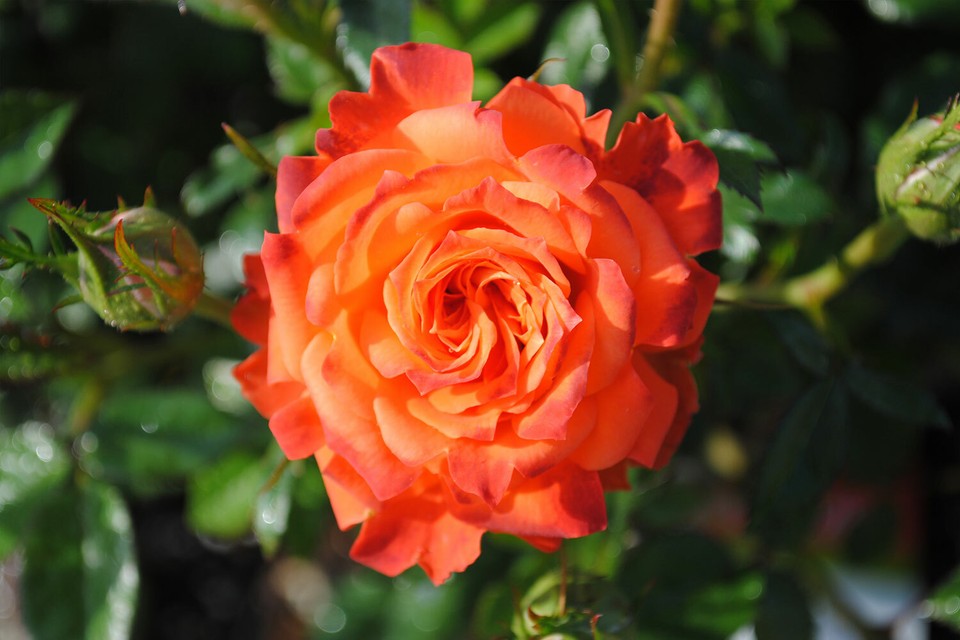 Miniature Rose Live Plants | eBay