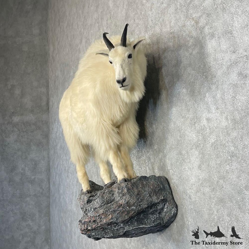 #27657 P | Mountain Goat Life-Size Taxidermy Mount For Sale | eBay