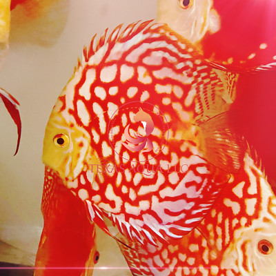 LIVE RED EAGLE DISCUS-A GRADE QUALITY-USA TOP REPUTABLE SELLER ...