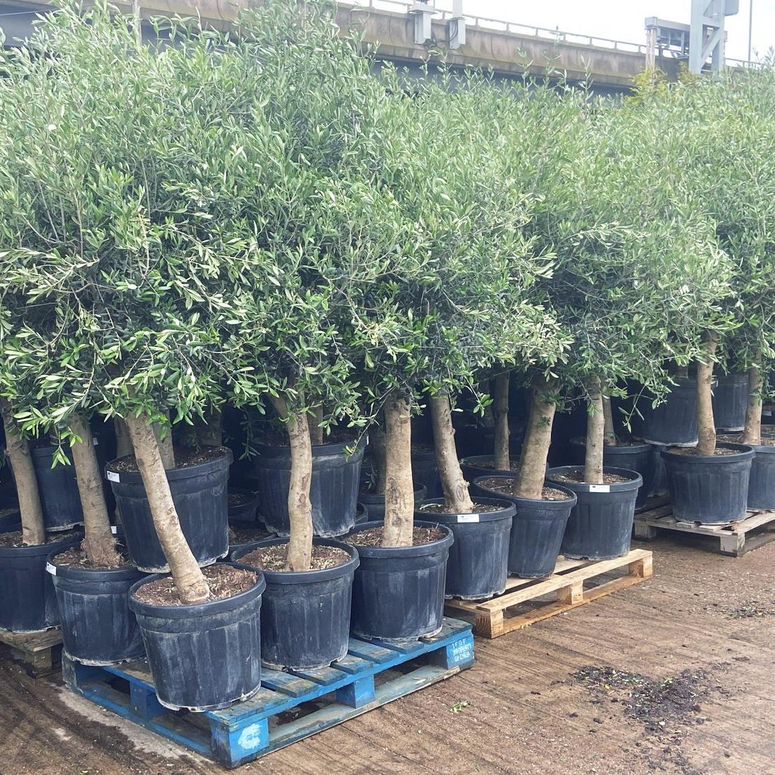 Hardy Olea Plant Large Trunk Olive Tree mature specimen in pot 1.8-1.9m ...