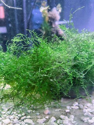 Large Golf Ball Portion Java Moss | eBay