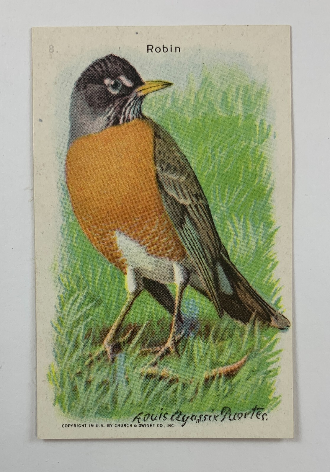 1936 Church & Dwight J9-5 Useful Birds of America 9th Series #8 Robin ...