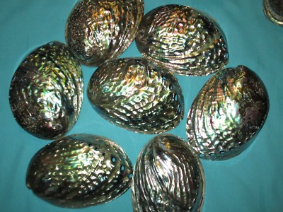 Perlmutt-Muschel Seeopal Abalone paua-Haliotis iris, 136mm-138mm lang ...
