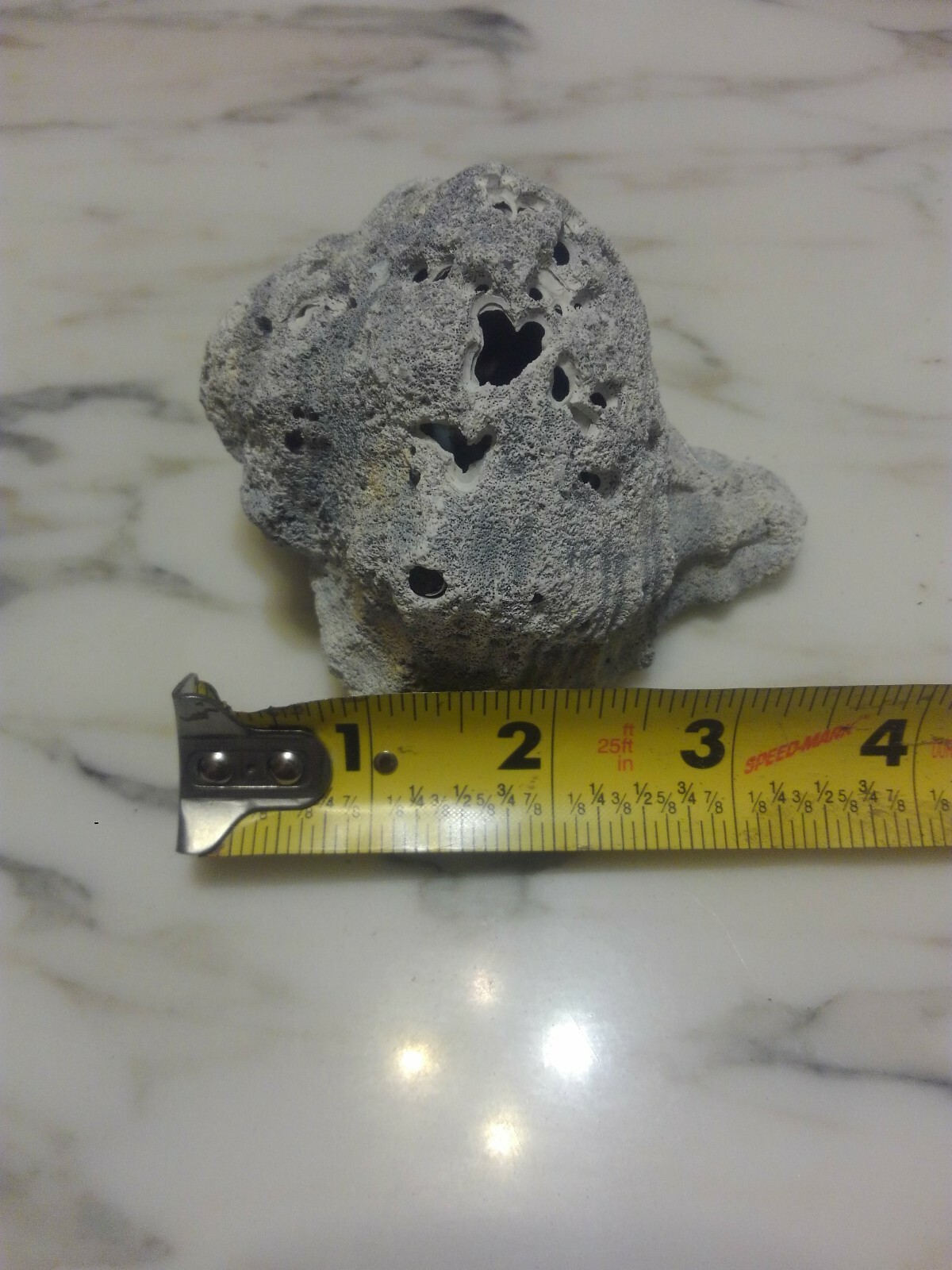 M01 Blue Gray Ancient Giant Eastern Murex Sea Shell 3 3/4" Seashell ...