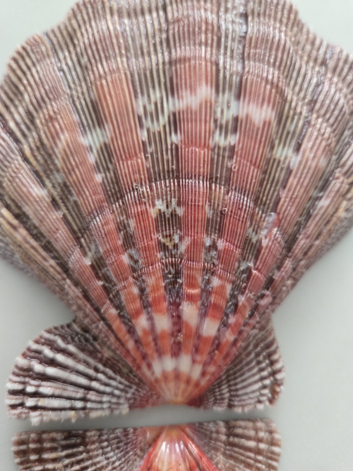Lion's Paw Scallop Shell, Nodipecten fragosus, 111.1mm x 109.5mm ...
