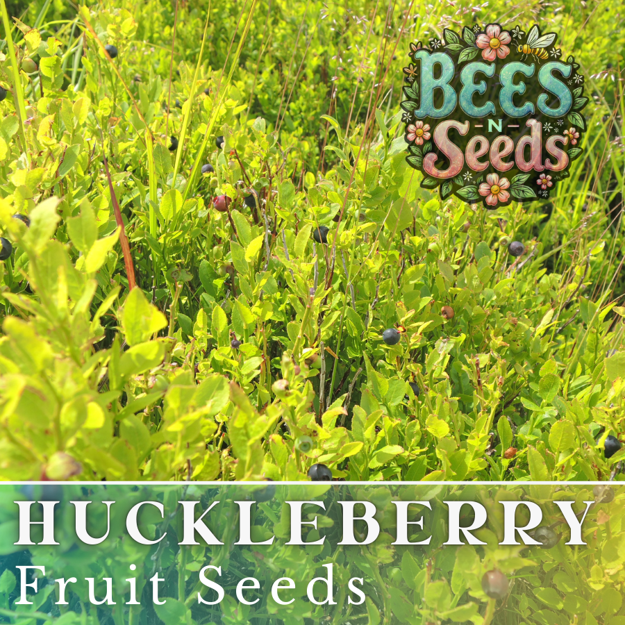 Azure Huckleberry Seeds 125, 300 or 500 Seeds Flower, Flower Seeds, Non ...