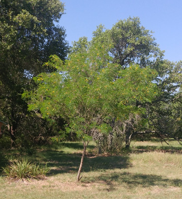 20 Seeds, Golden Ball Lead Tree (Leucaena Retusa), AKA lemon ball or ...