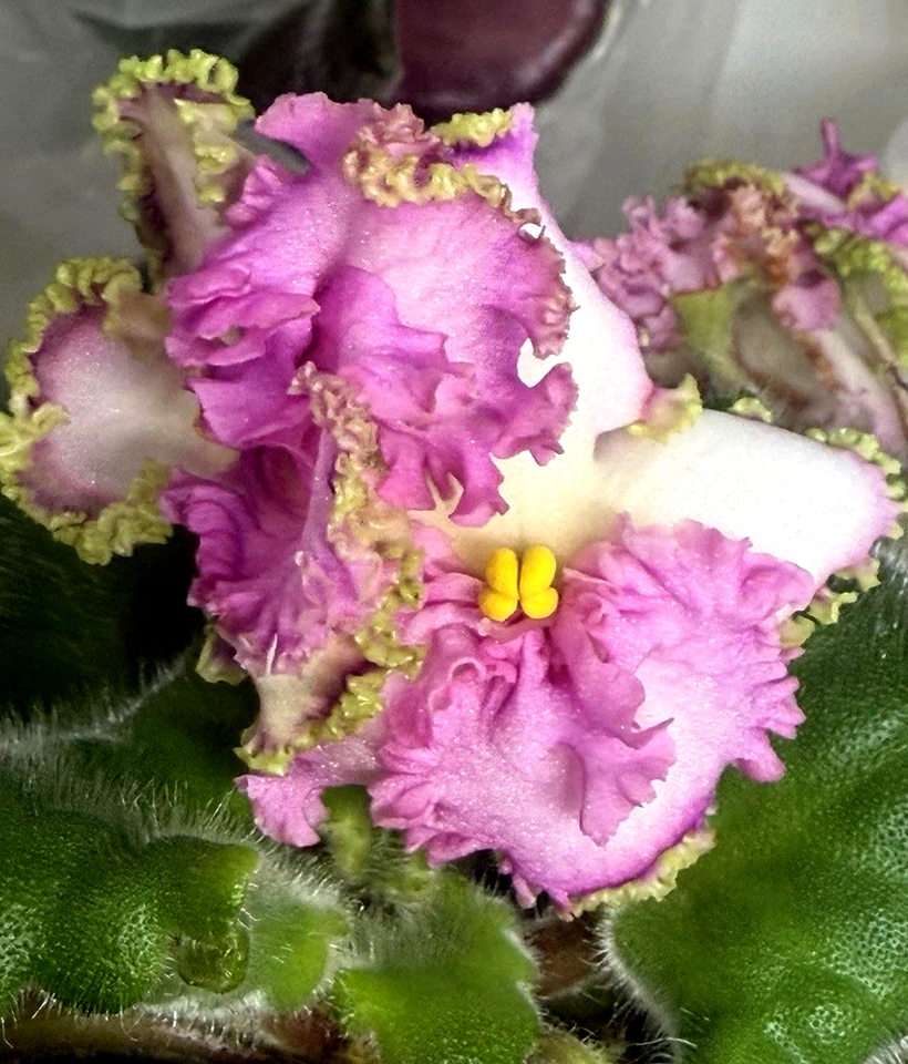 African Violet PLANT ~VAT SINICHKA Very Big Starter | eBay