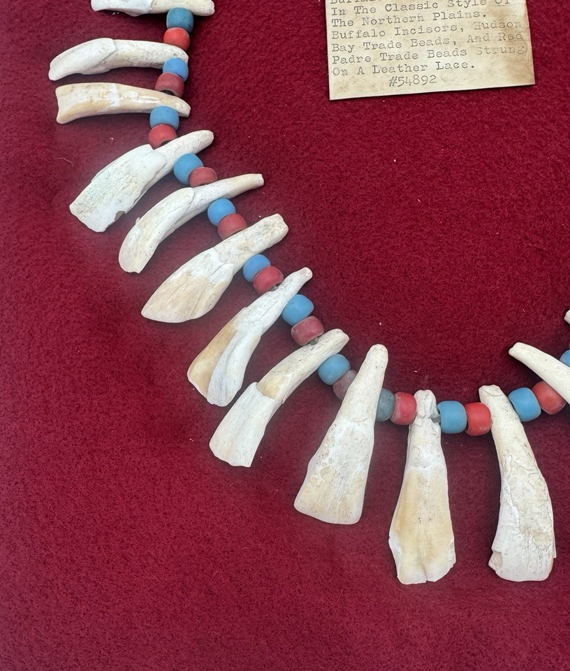 Northern Plains Native American Indian Bead Buffalo Tooth Necklace ...