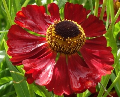 50 SEEDS Helenium RED HELEN Helena Flower DISEASE RESISTANT Garden ...