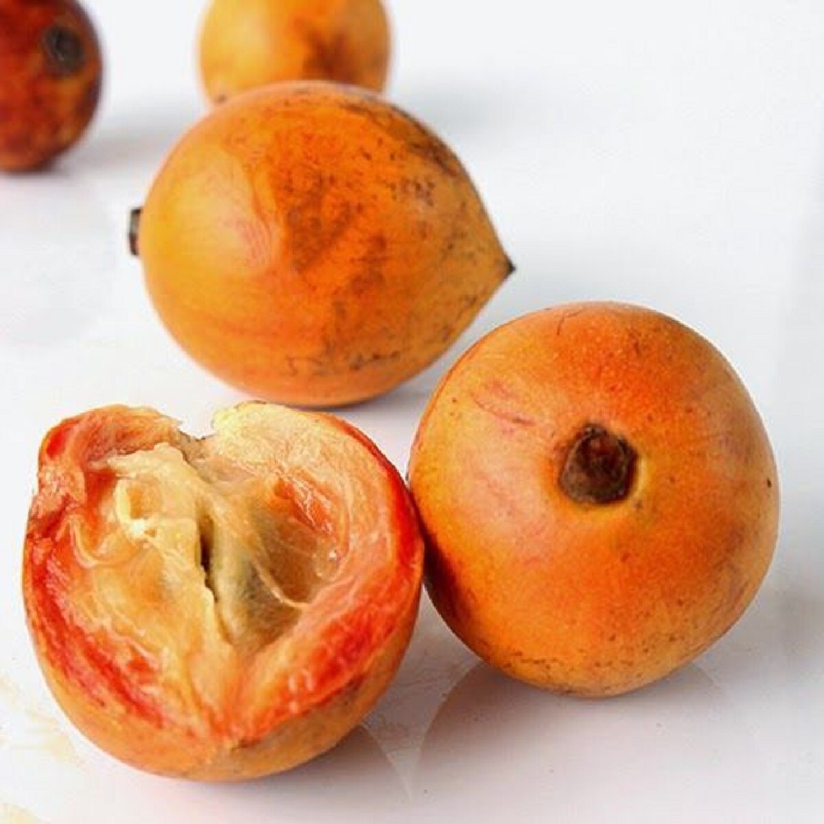 African Star Apple Tree