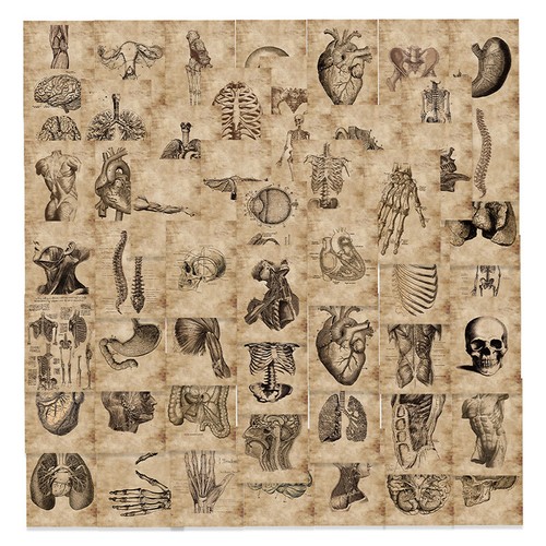 56pcs/set Human Body Organ Stickers Waterproof Sticker Anatomy Map ...