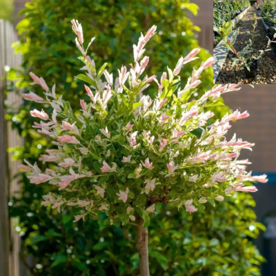 Salix Flamingo Willow Tree Plant Standard 'Integra' Winter Hardy in 9cm ...