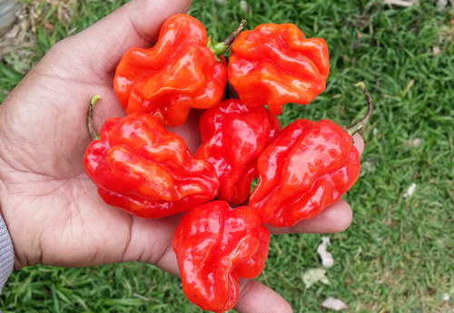 Fijian Bongo Chilli - An Unique, Extremely Hot & Large Chilli from the ...