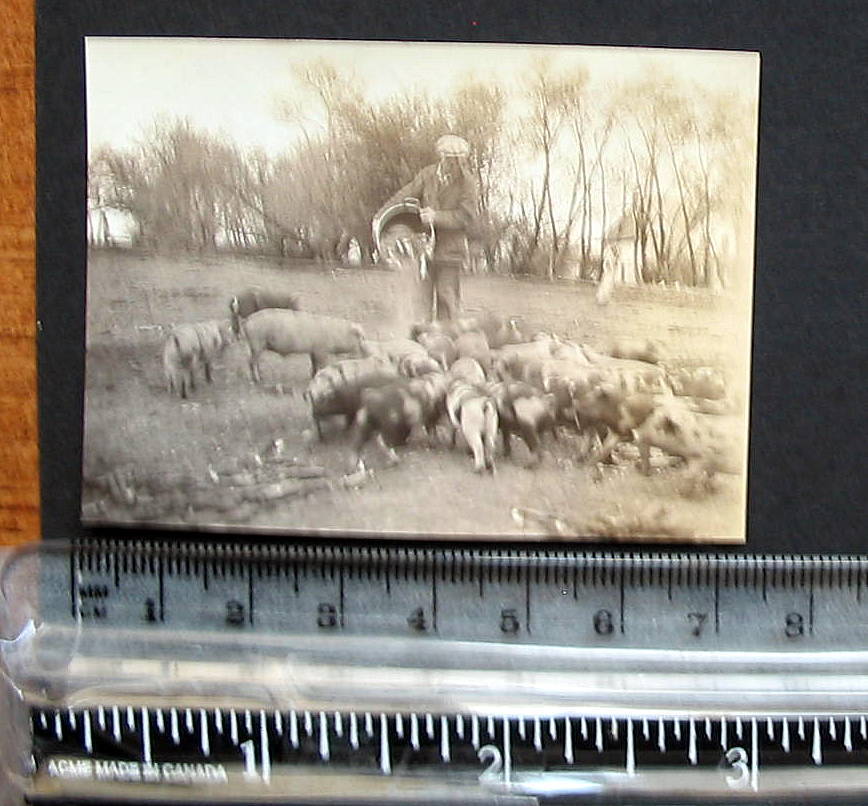 1920-30s Farmer surrounded by pigs feeding from slop bucket - working ...