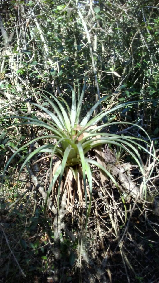5 Tillandsia Native Air Plants Naturally Grown in Florida Best Weather ...