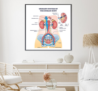 Urinary System of Human Body Print Premium Poster High Quality | eBay ...