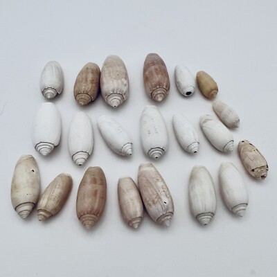 Lot Seashells Auger Spiral Nautical Beach Decorative White Craft Shells ...