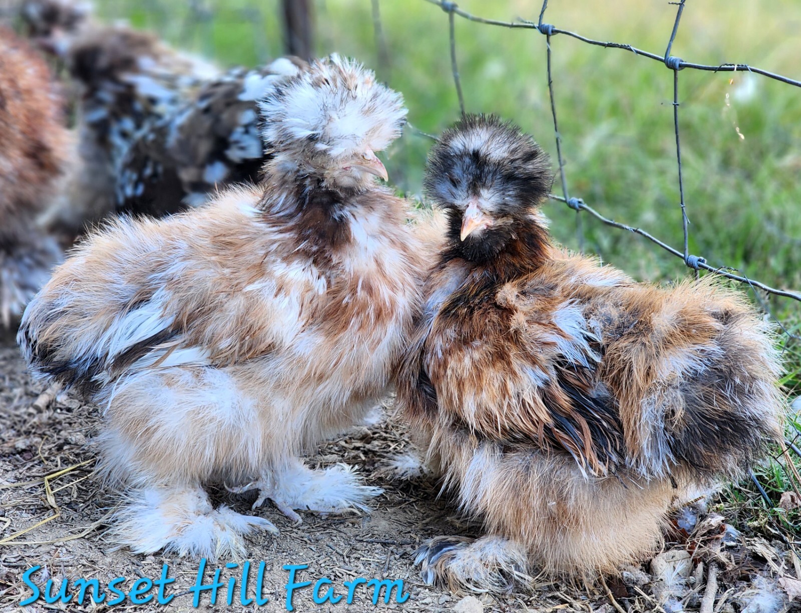 Silkie Hatching Eggs Mille Fleur 6 Calico Millie Showgirl Frizzle NPIP ...