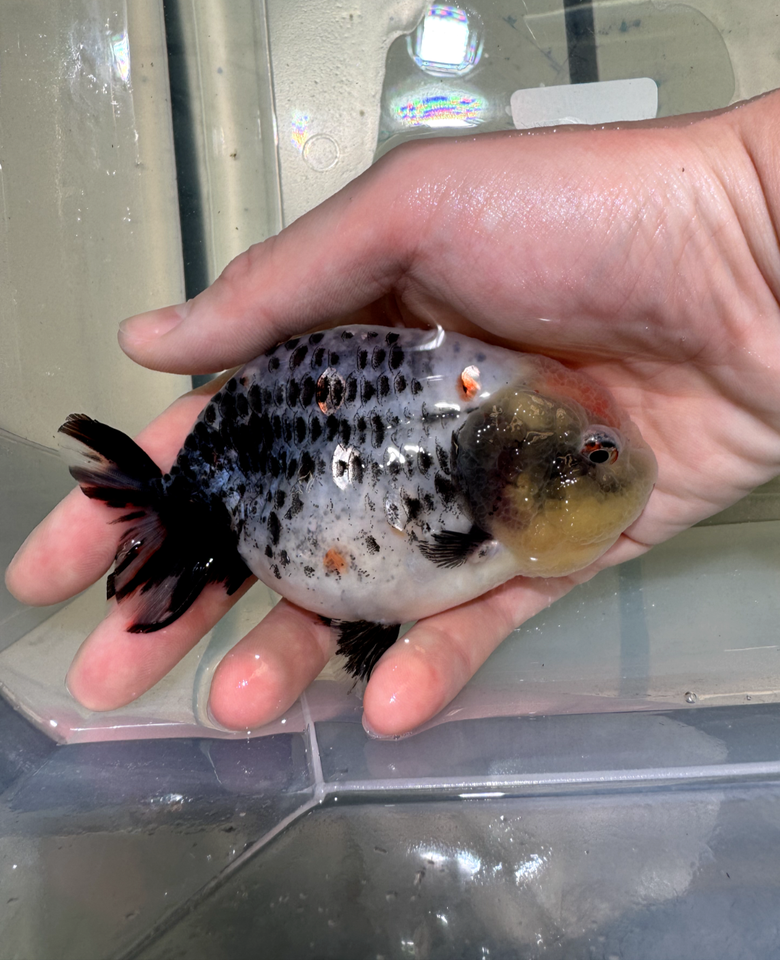 Good-Quality Redhead Blue Calico Ranchu Goldfish | eBay
